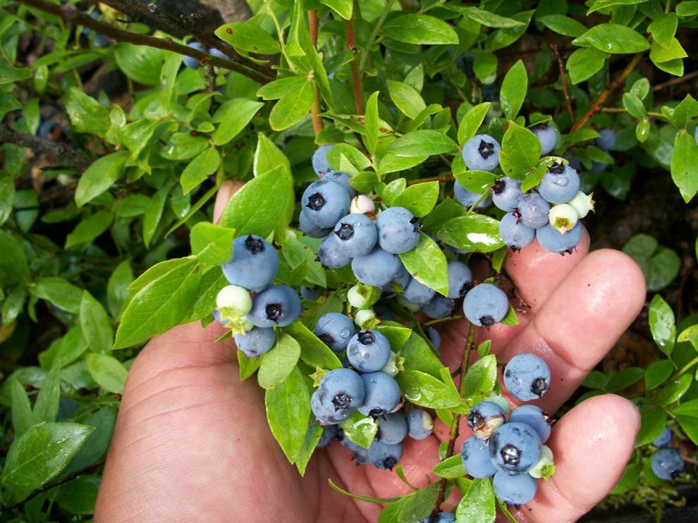 What is Food Sovereignty | Food Secure Canada